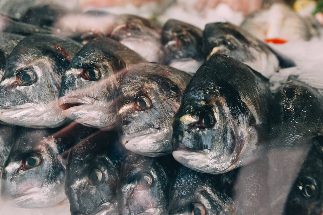 Manuel's Fish Market – Manuel's Fish Market